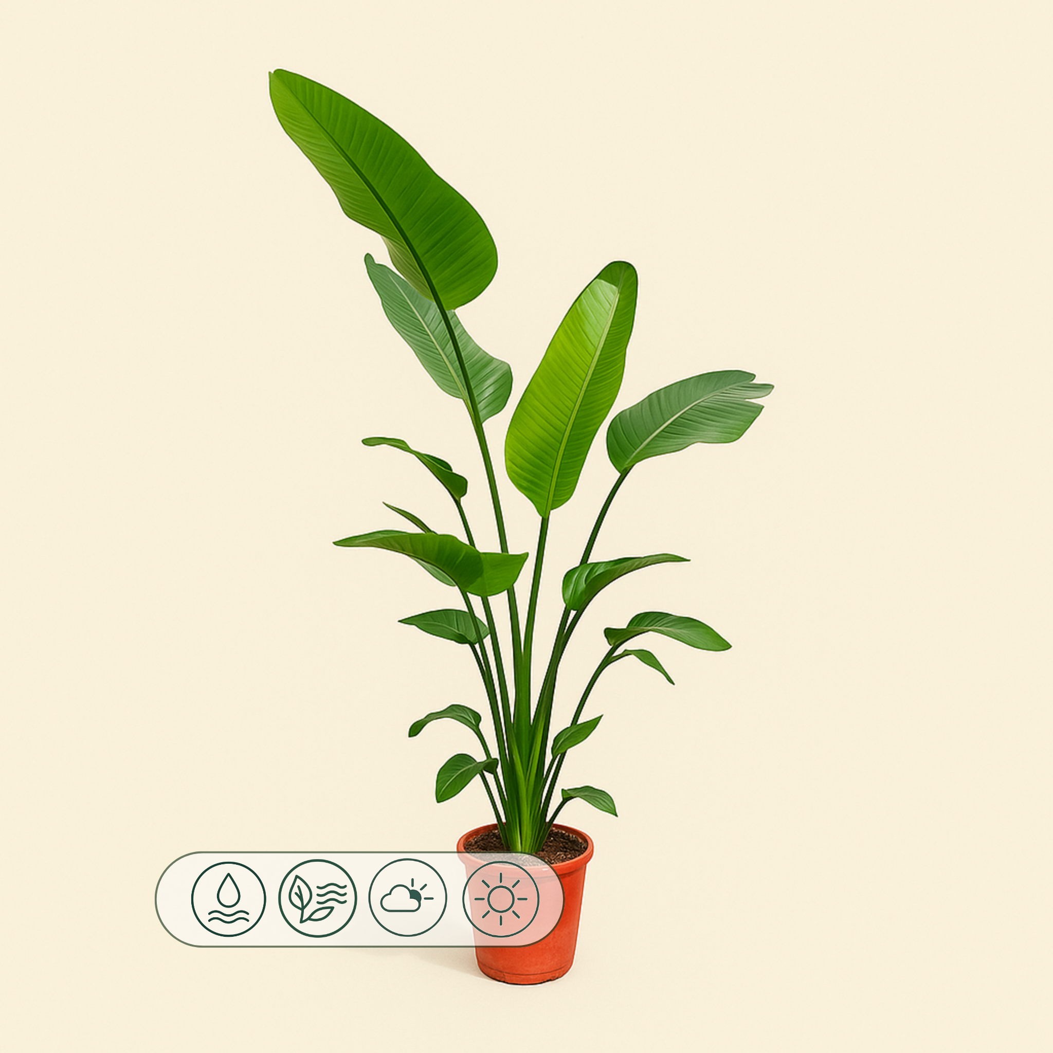 Strelitzia nicolai - Baumstrelitzie - 190 cm | Baumstrelitzie für große ...